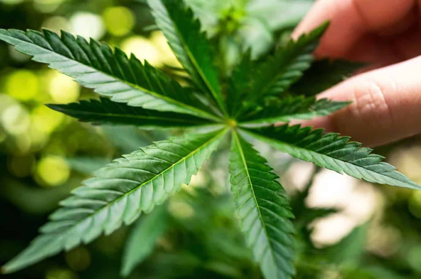 Marijuana addiction treatment in Indiana